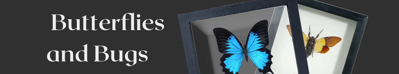 Butterflies, Bats and Bugs — Astro Gallery of Gems