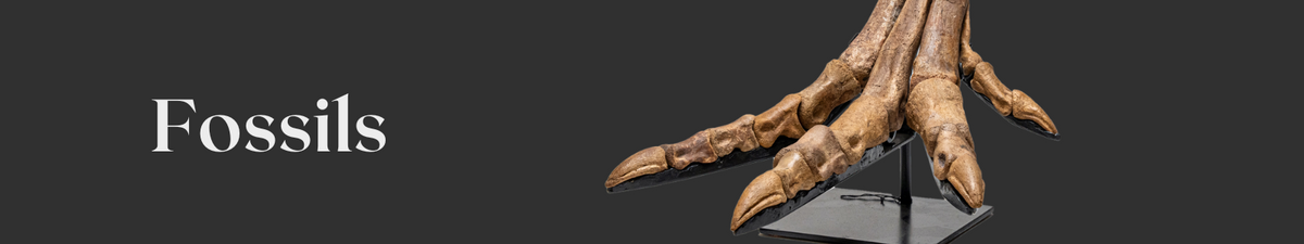 Fossils — Astro Gallery of Gems