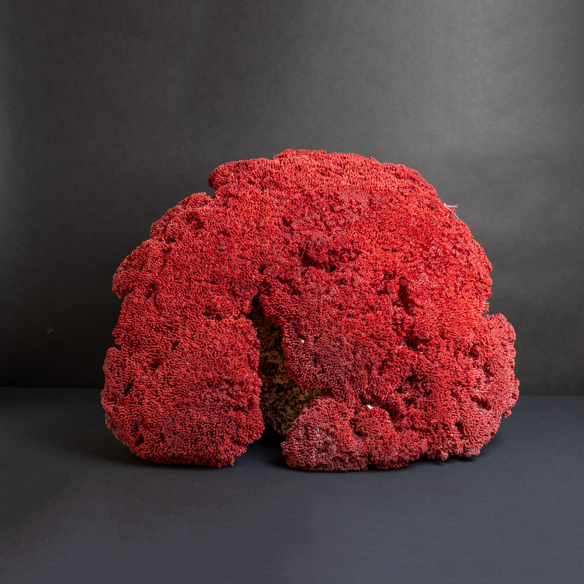 Genuine Large Red Pipe Organ Coral (22 lbs) — Astro Gallery of Gems