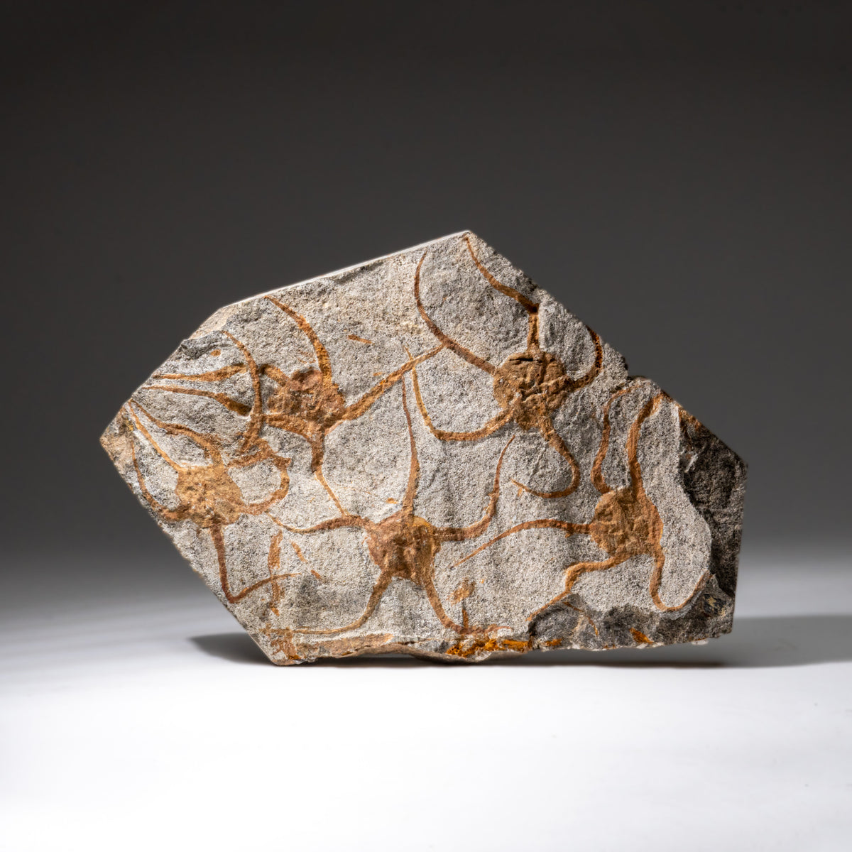 Genuine Ophiuroidea Brittle Star Fossil (3.8 lbs) — Astro Gallery of Gems