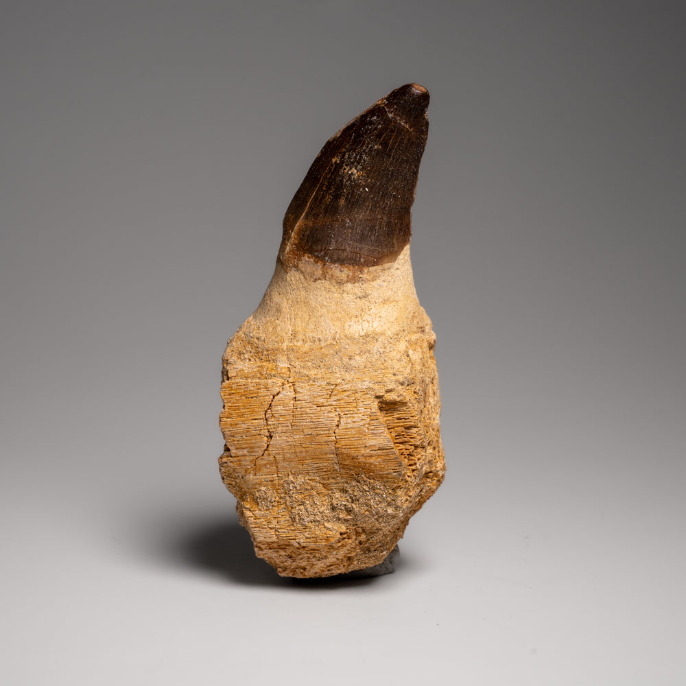 Genuine Mosasaur Tooth with Root From Morocco (163.5 grams) — Astro ...