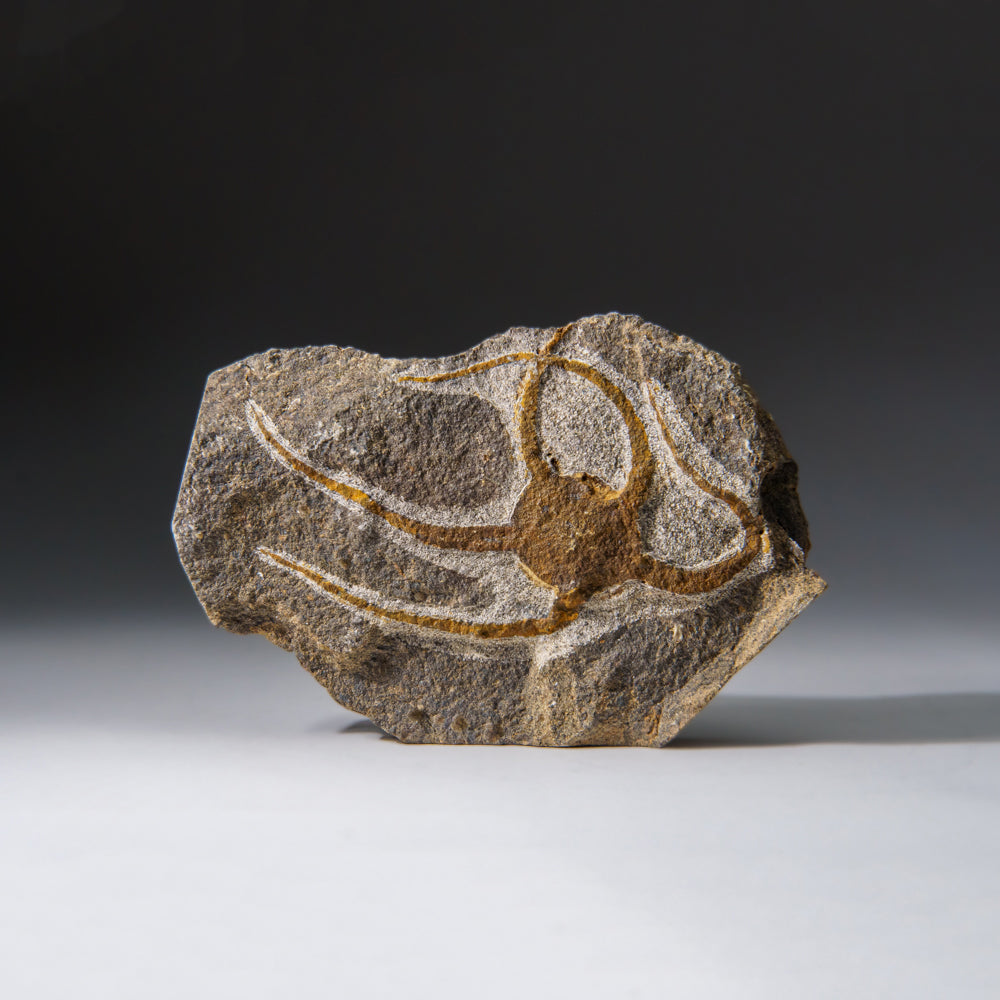 Genuine Ophiuroidea Brittle Star Fossil (1 lb) — Astro Gallery of Gems