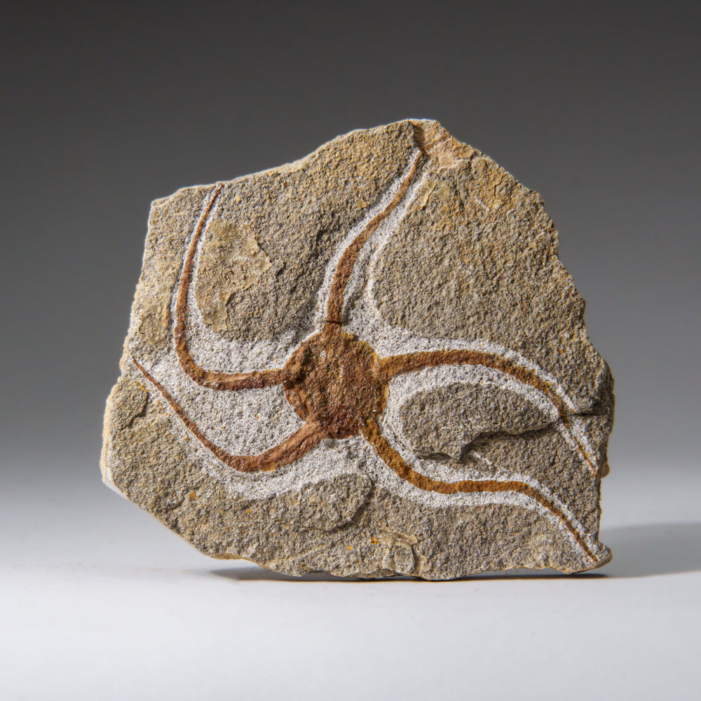Genuine Ophiuroidea Brittle Star Fossil (361 grams) — Astro Gallery of Gems