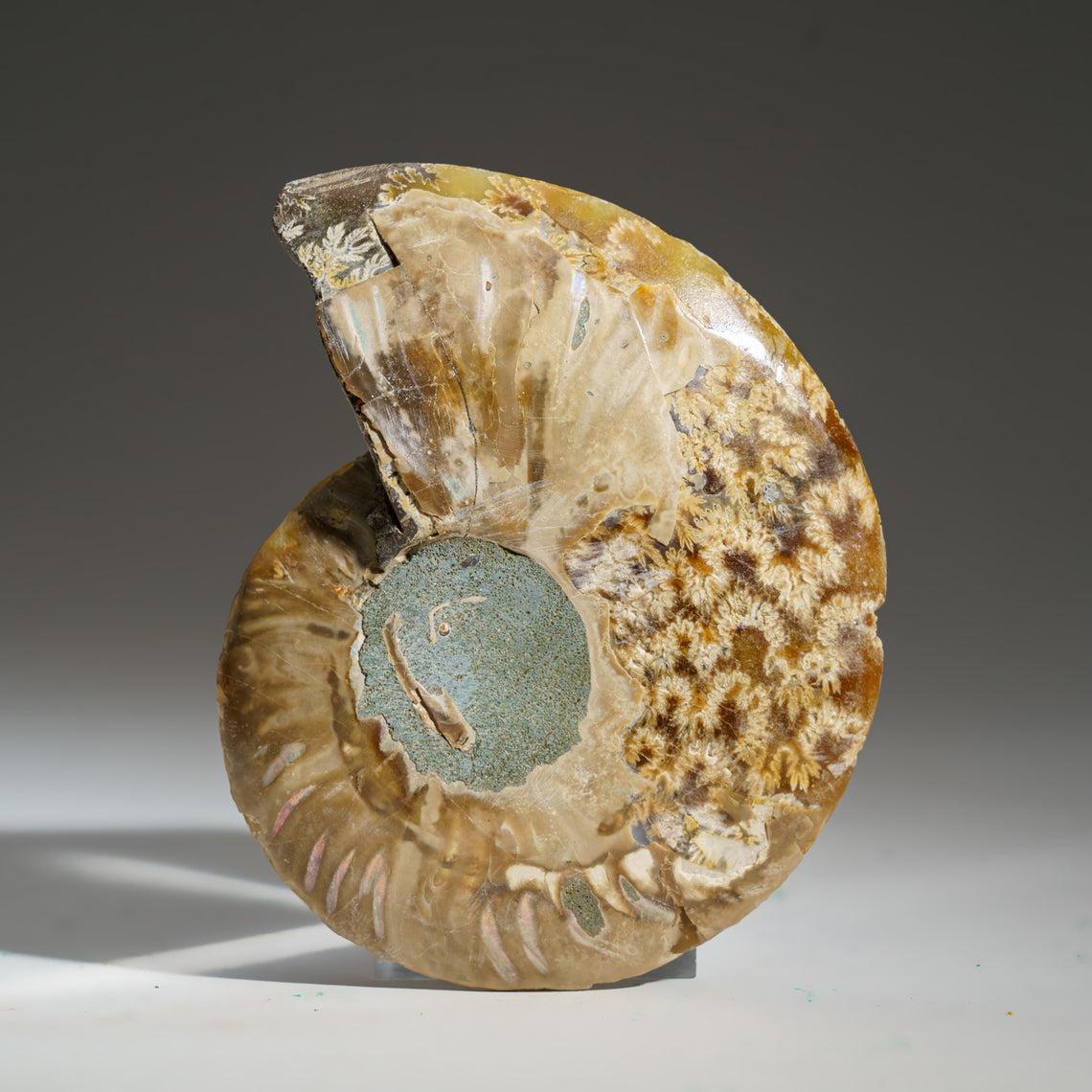 Fossils - By Price: Lowest to Highest — Page 2 — Astro Gallery of Gems