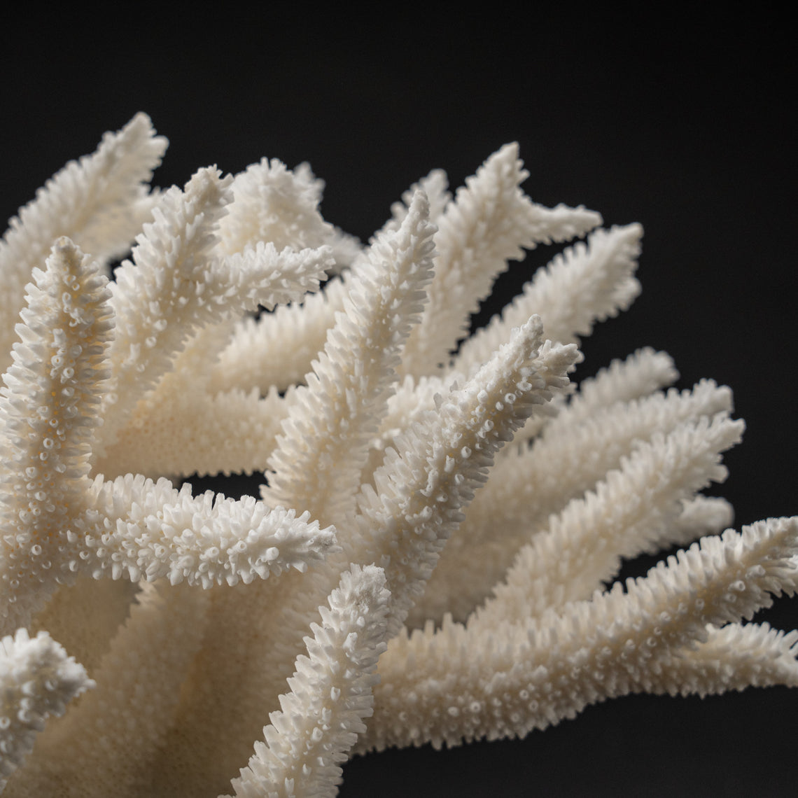Sea Shells & Corals — Astro Gallery of Gems