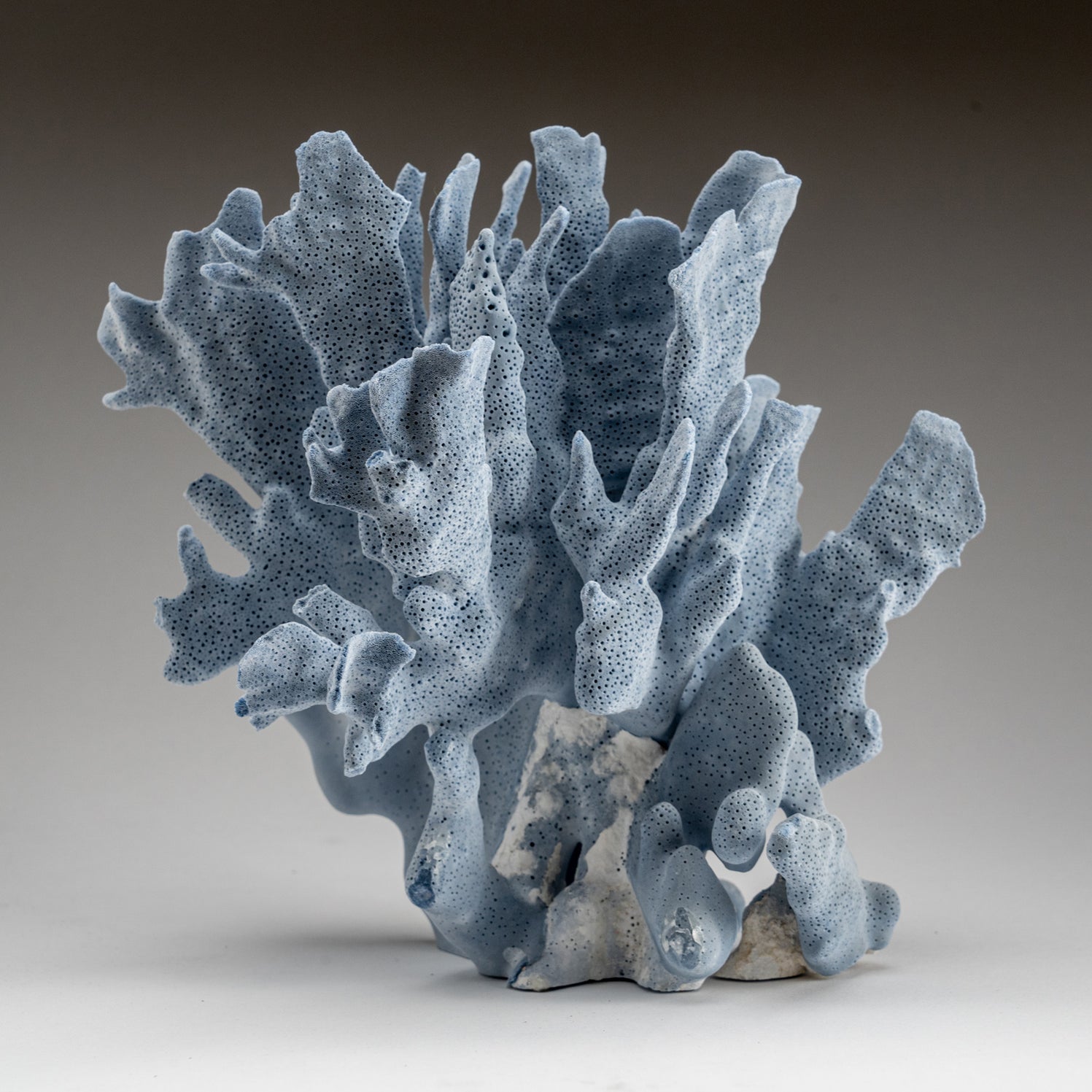 Sea Shells & Corals — Astro Gallery of Gems