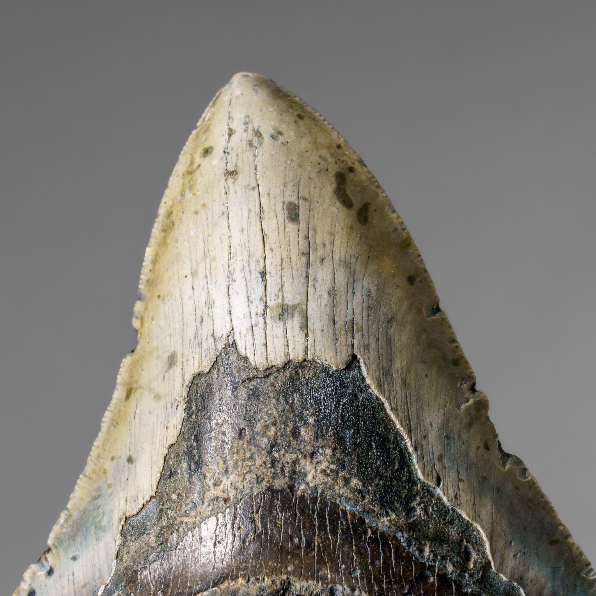 Genuine Megalodon Shark Tooth in Display Box (304 grams) — Astro ...