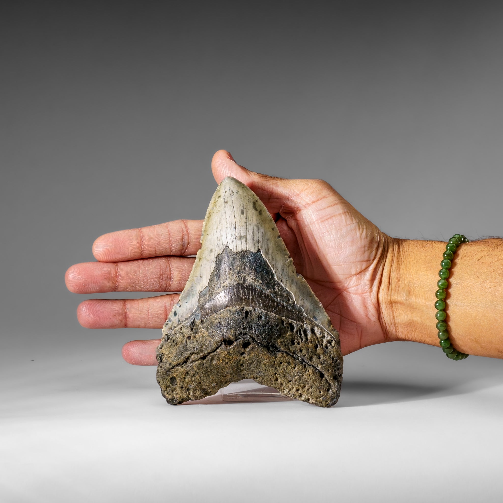 Genuine Megalodon Shark Tooth in Display Box (304 grams) — Astro ...