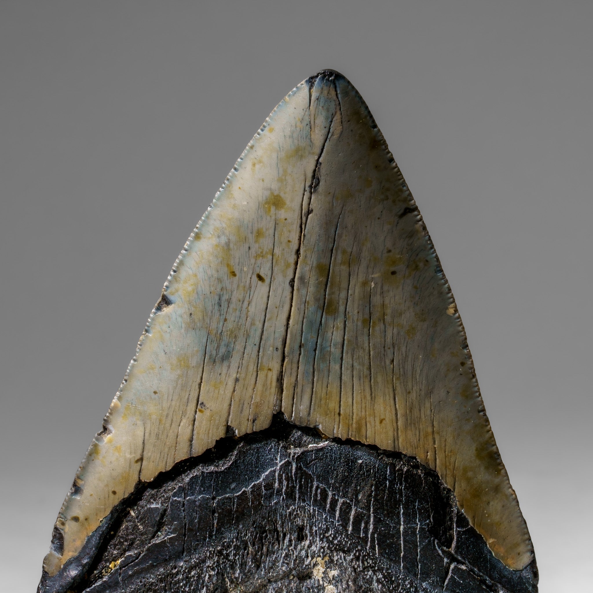 Genuine Megalodon Shark Tooth in Display Box (309 grams) — Astro ...