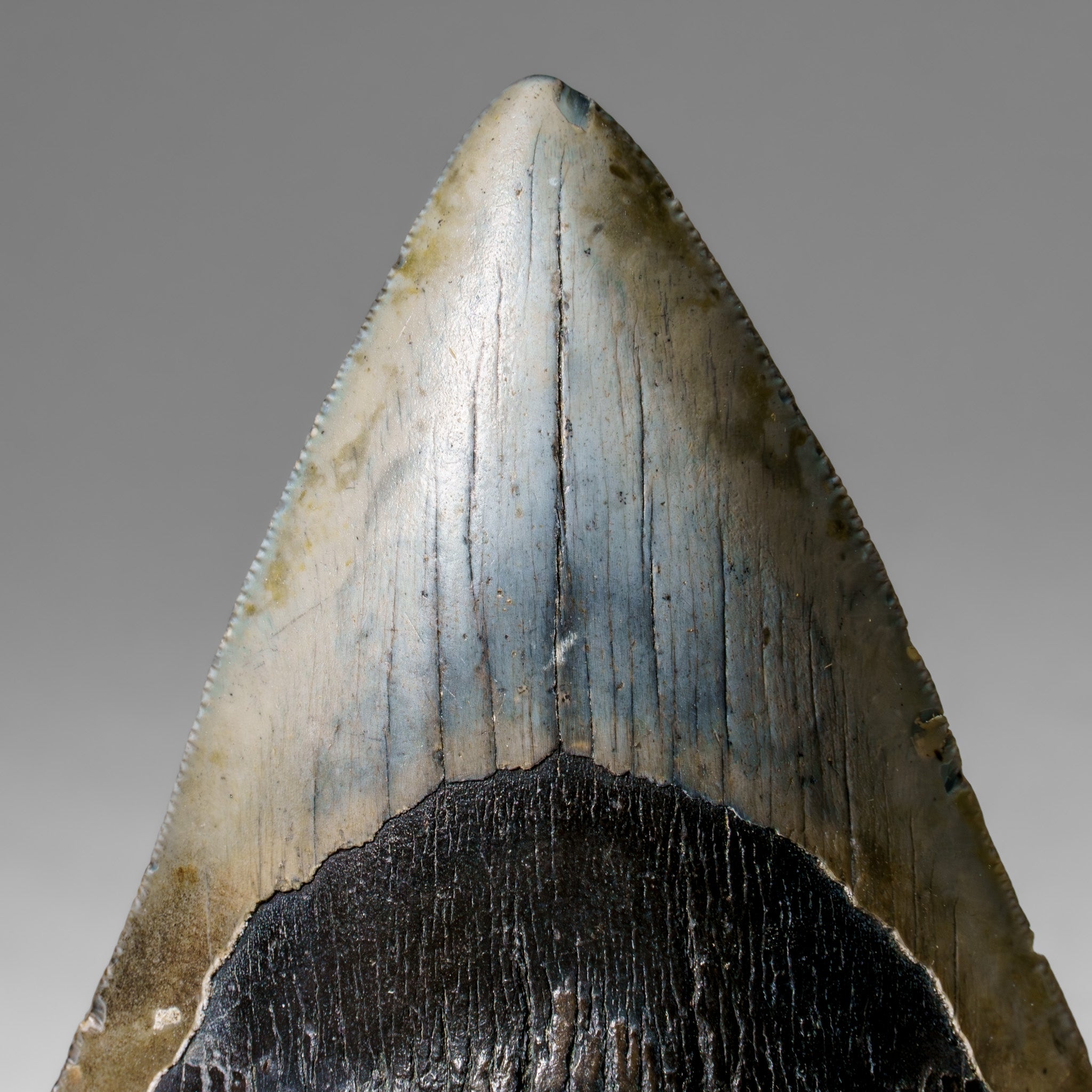 Genuine Megalodon Shark Tooth in Display Box (309 grams) — Astro ...
