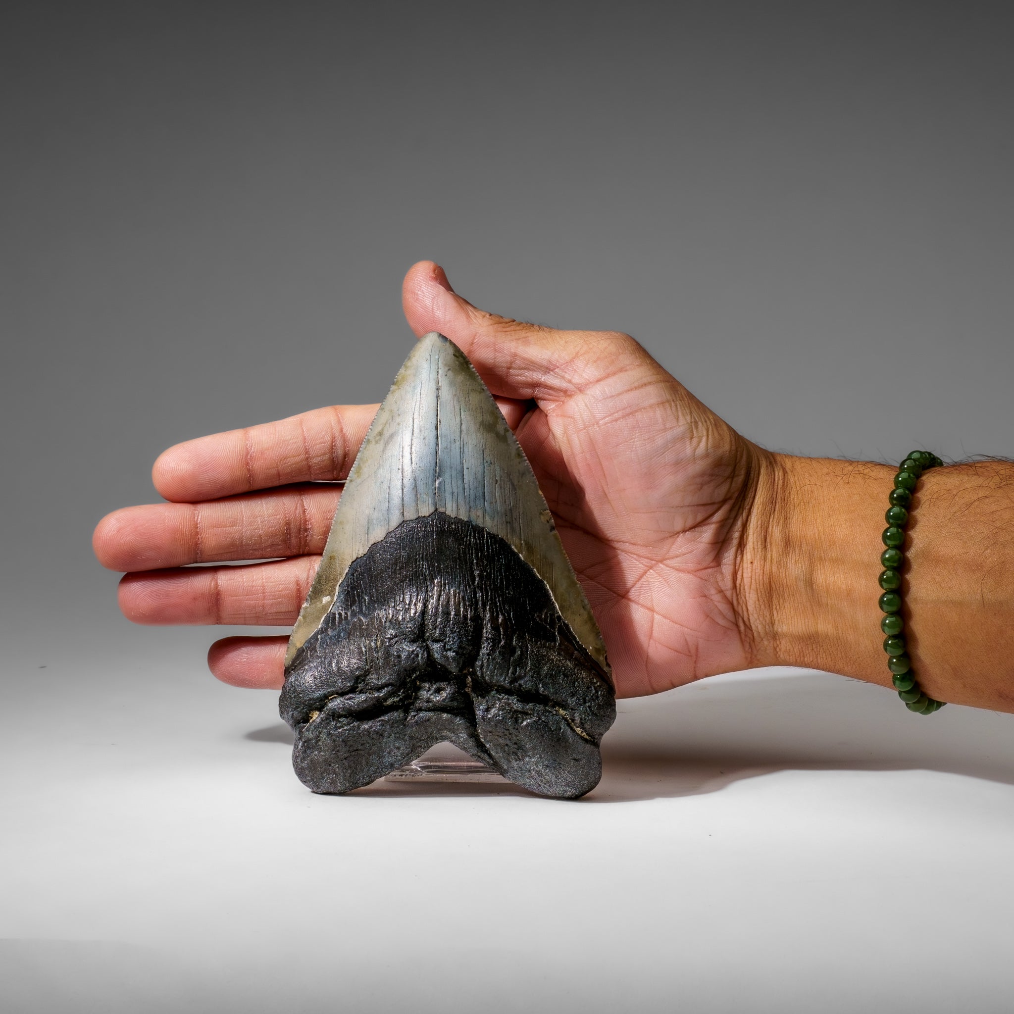 Genuine Megalodon Shark Tooth in Display Box (309 grams) — Astro ...