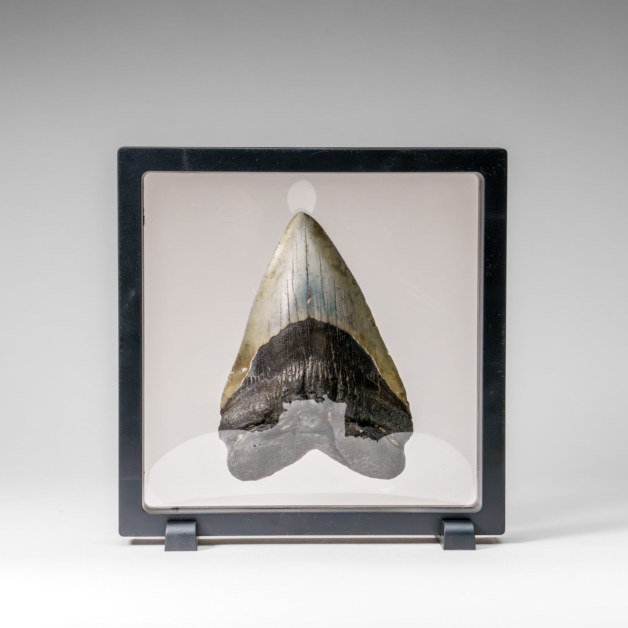 Genuine Megalodon Shark Tooth in Display Box (309 grams) — Astro ...