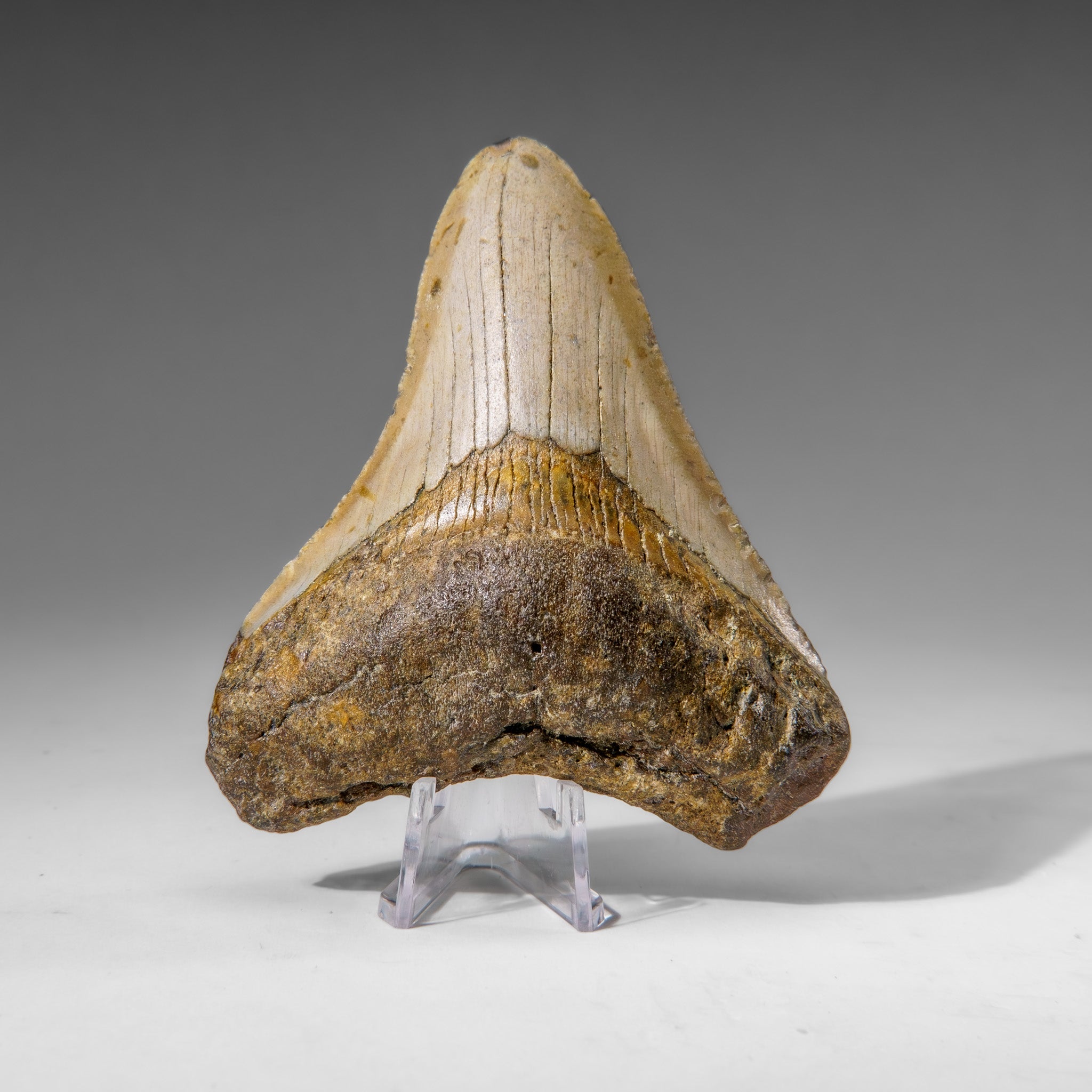 Genuine Megalodon Shark Tooth in Display Box (99.5 grams) — Astro ...