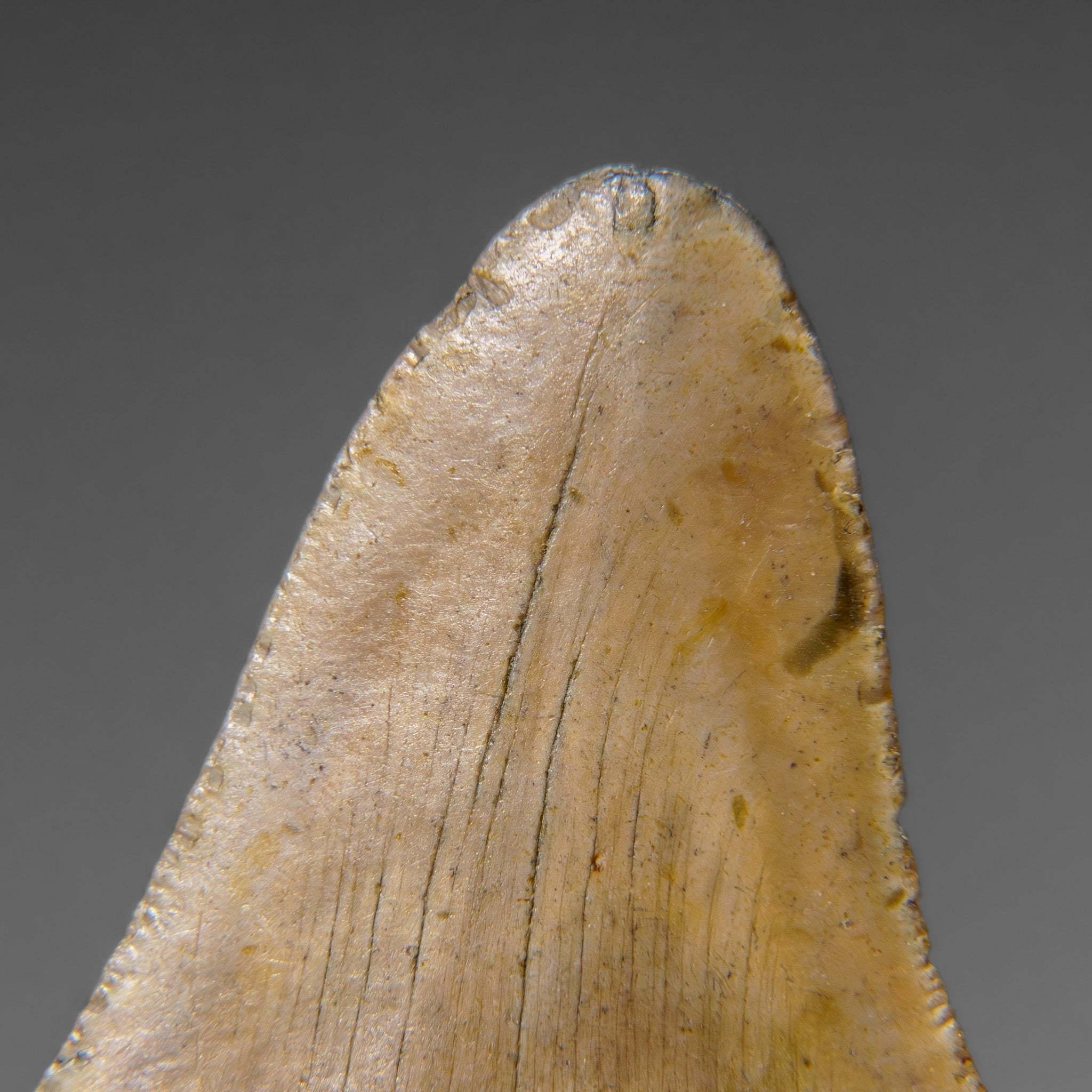 Genuine Megalodon Shark Tooth in Display Box (99.5 grams) — Astro ...