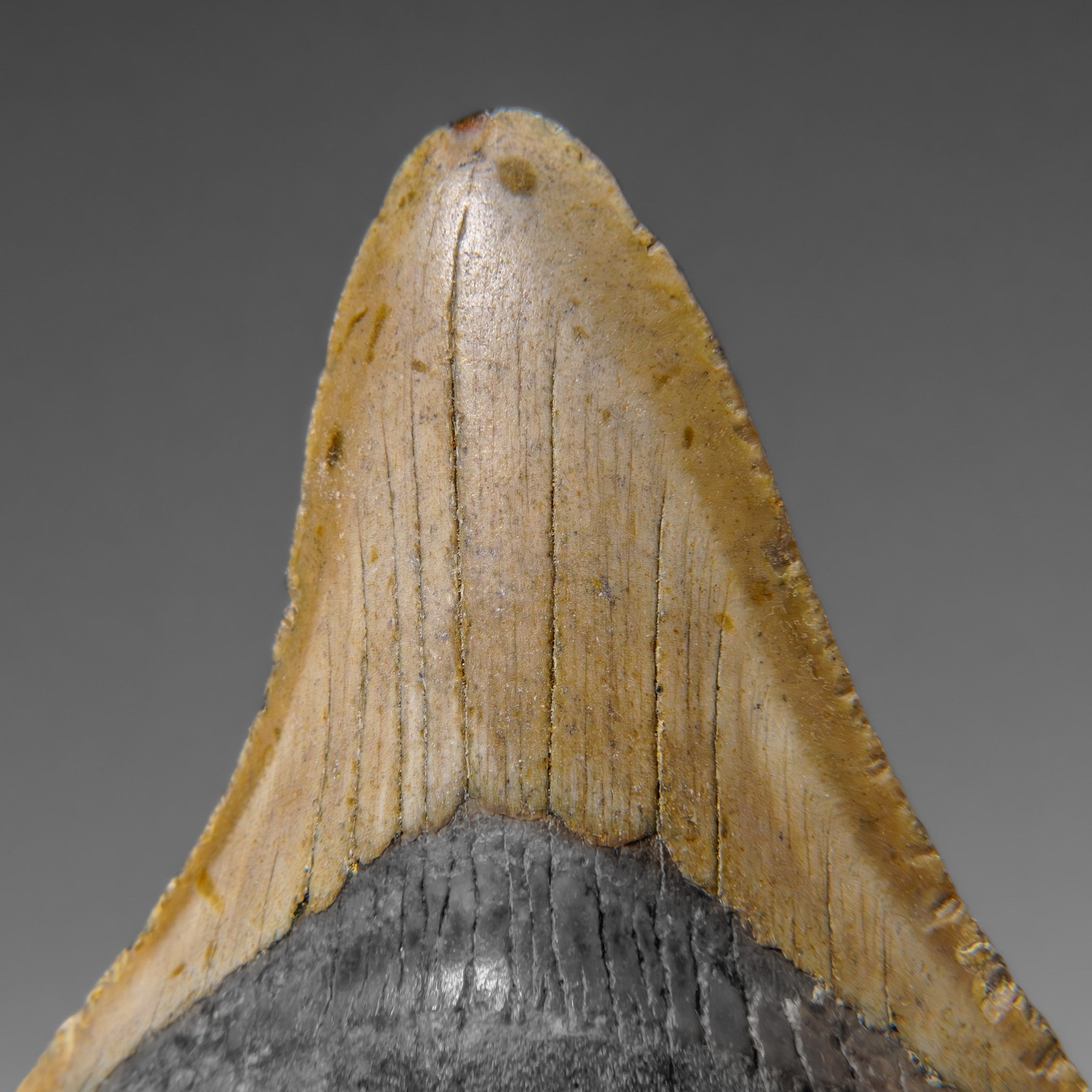 Genuine Megalodon Shark Tooth in Display Box (99.5 grams) — Astro ...