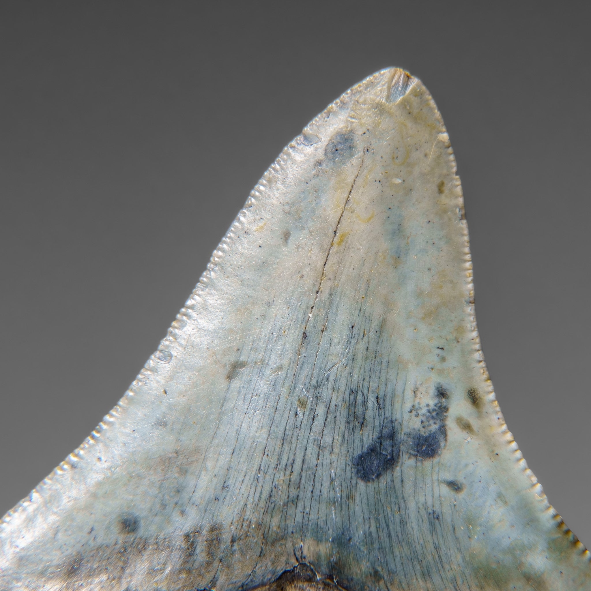 Genuine Megalodon Shark Tooth in Display Box (74.1 grams) — Astro ...