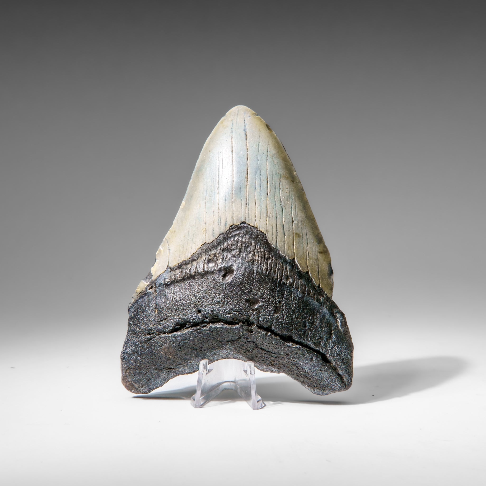 Genuine Megalodon Shark Tooth in Display Box (173.7 grams) — Astro ...