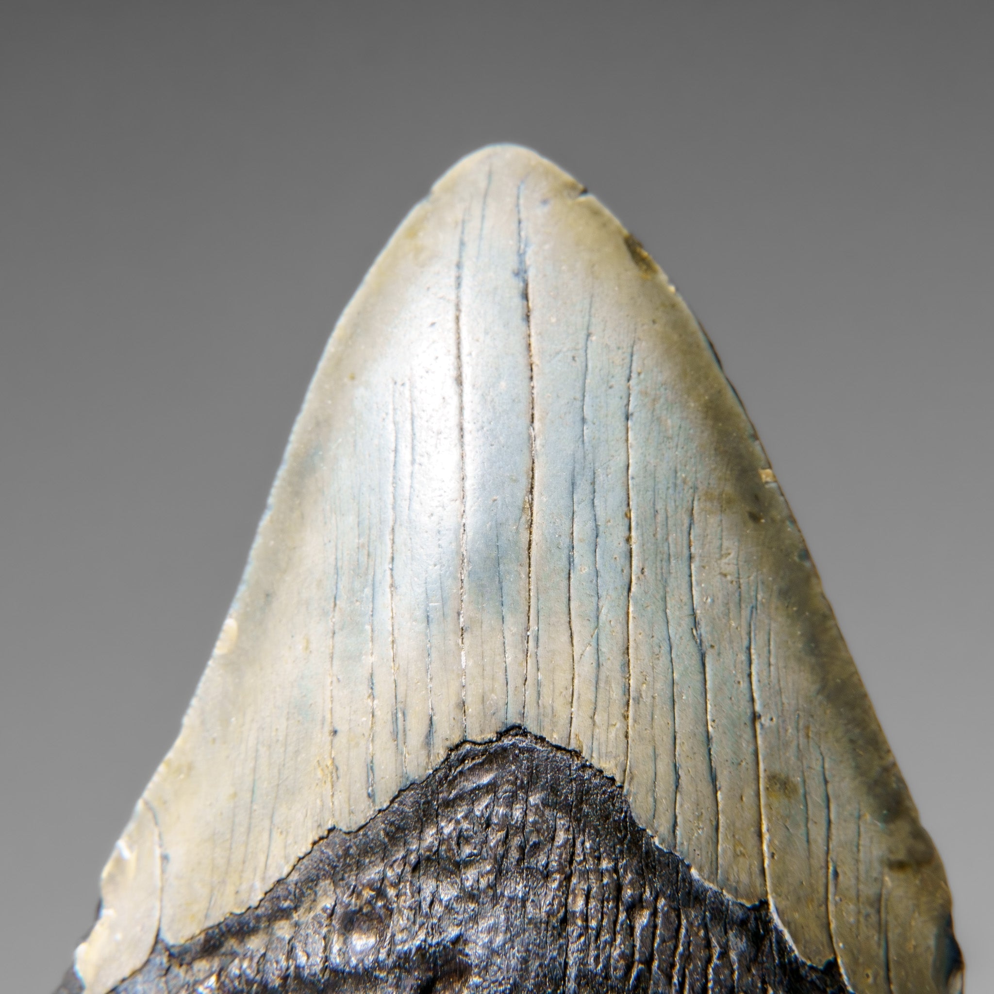 Genuine Megalodon Shark Tooth in Display Box (173.7 grams) — Astro ...