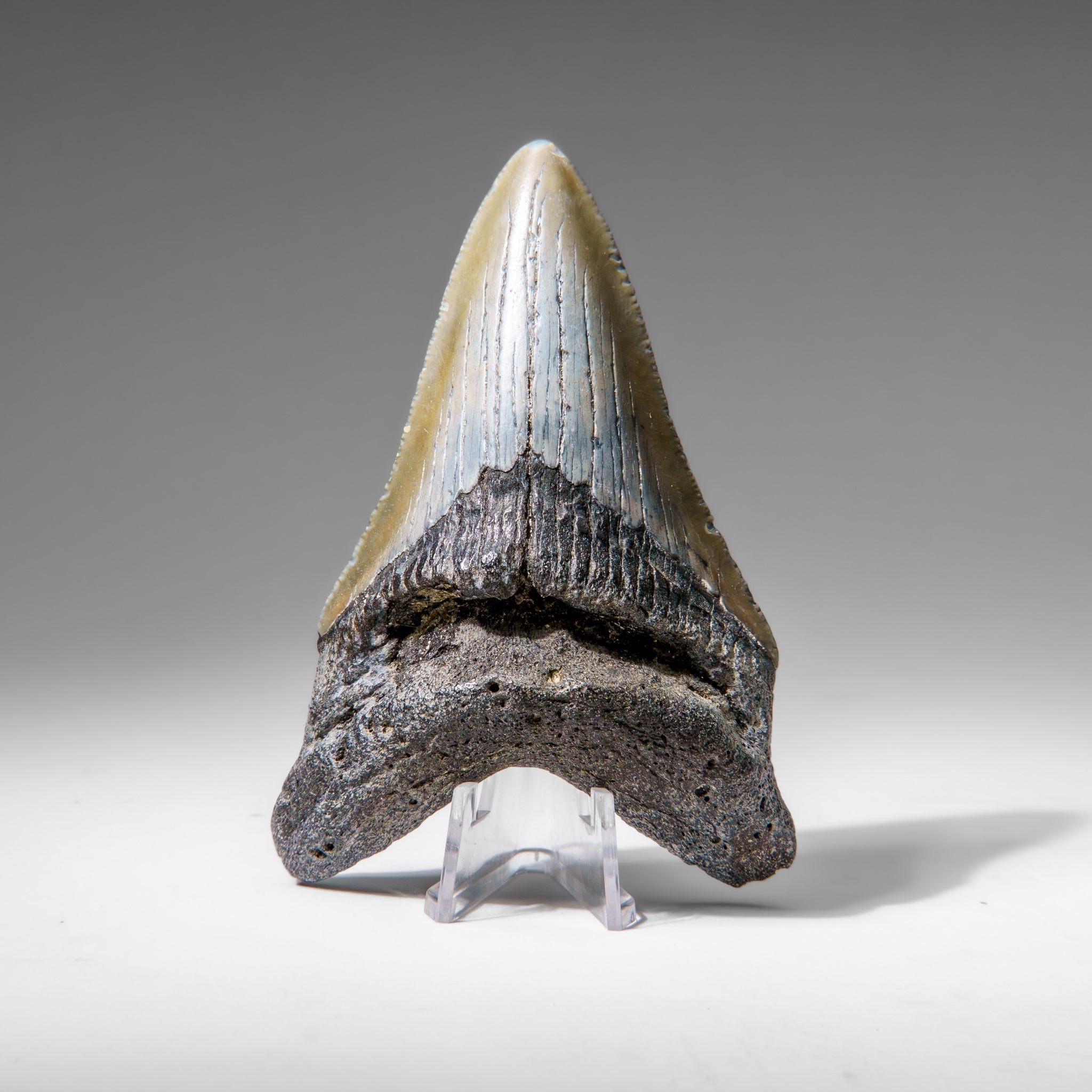 Genuine Megalodon Shark Tooth in Display Box (96.1 grams) — Astro ...