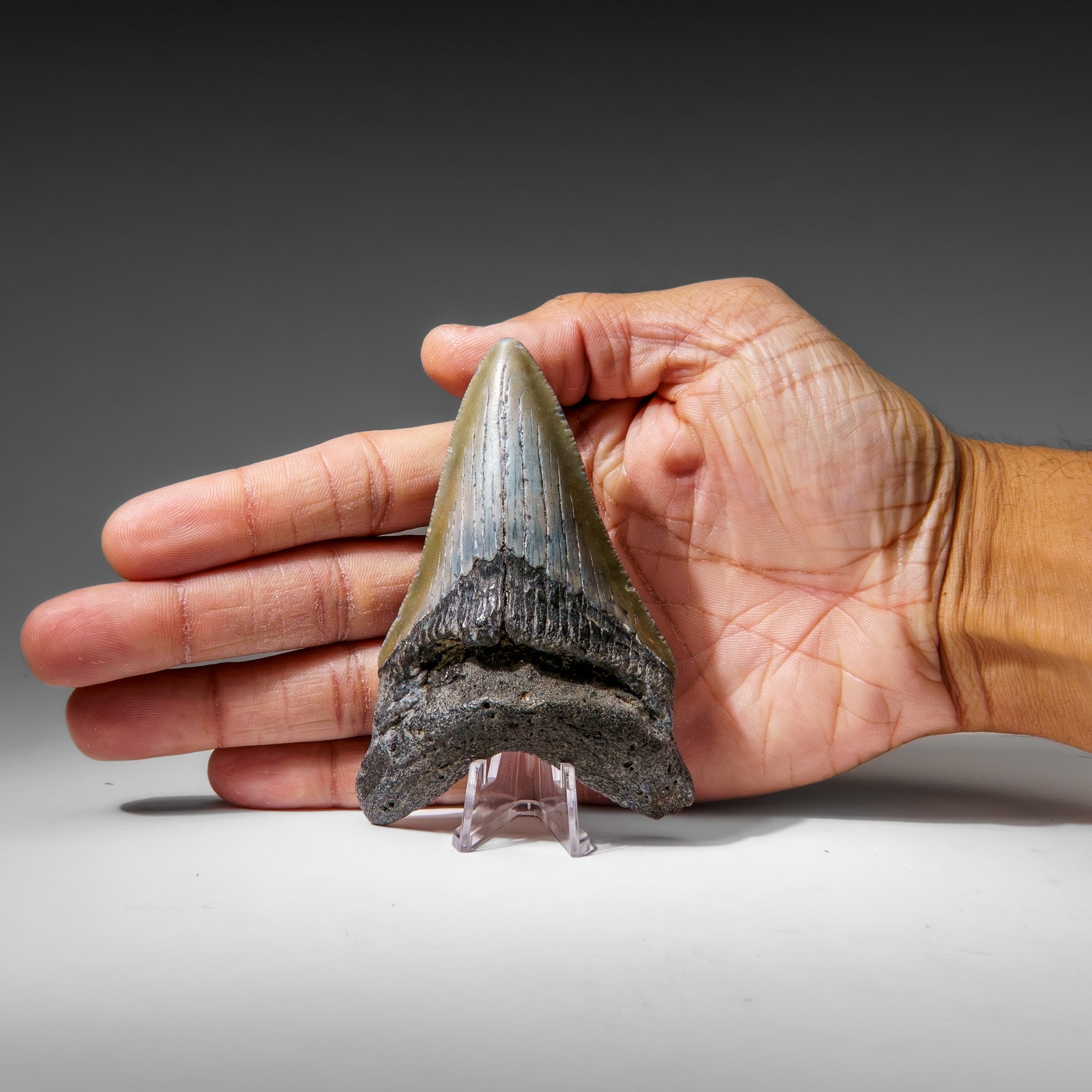 Genuine Megalodon Shark Tooth in Display Box (96.1 grams) — Astro ...