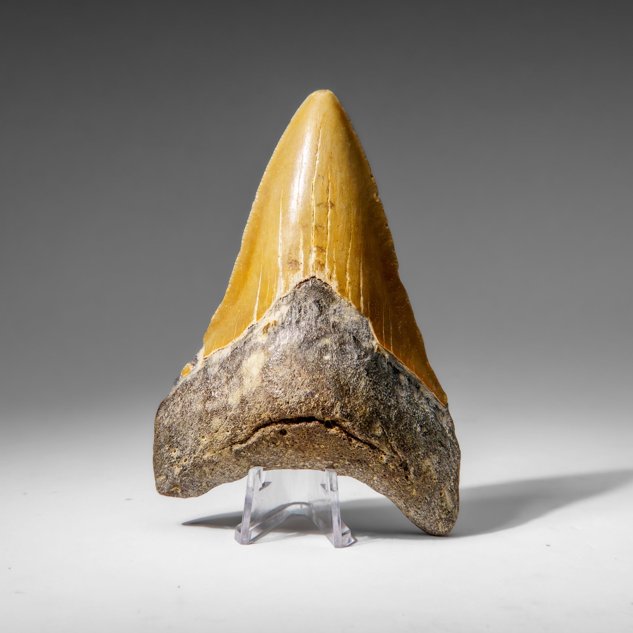 Genuine Megalodon Shark Tooth in Display Box (107.9 grams) — Astro ...