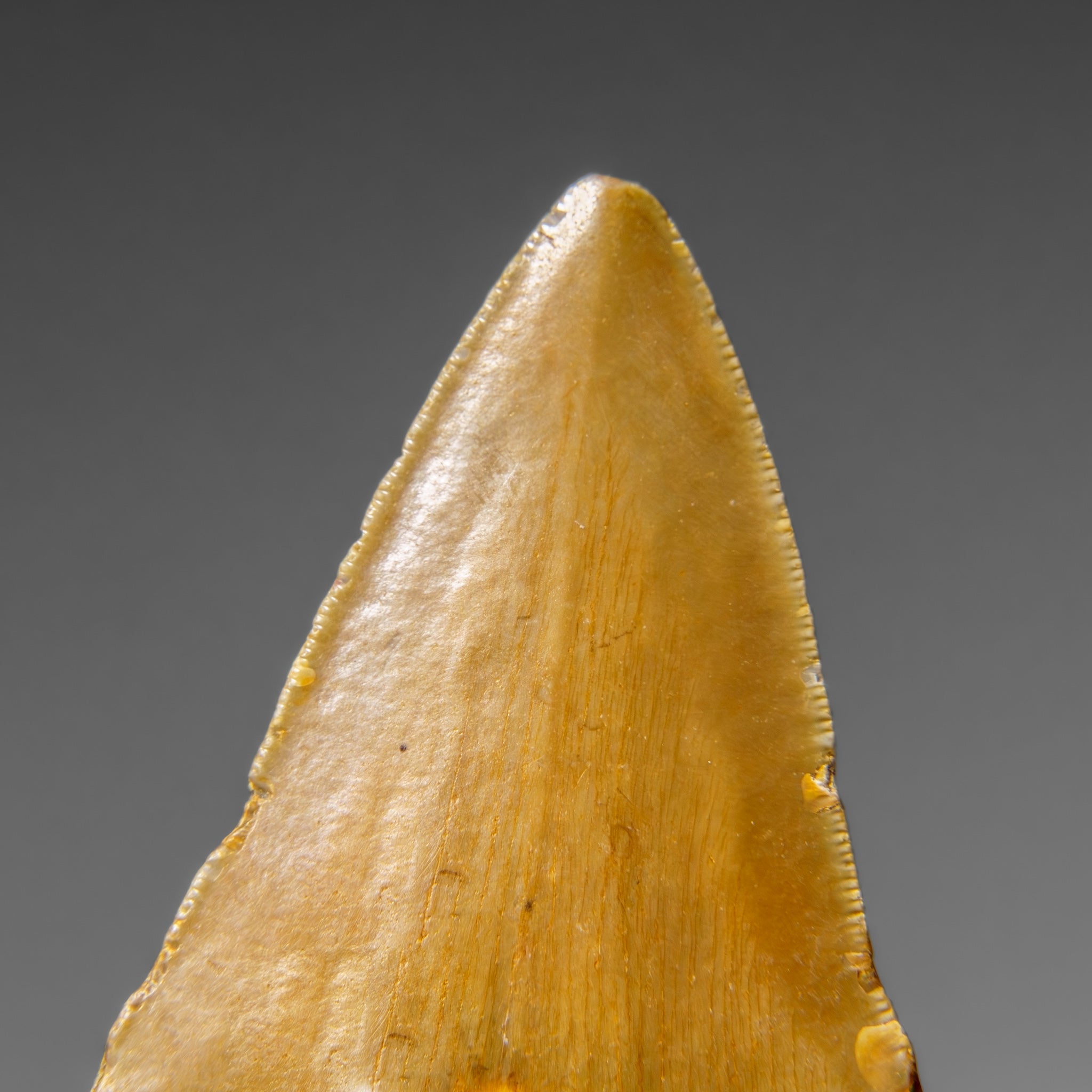 Genuine Megalodon Shark Tooth in Display Box (107.9 grams) — Astro ...