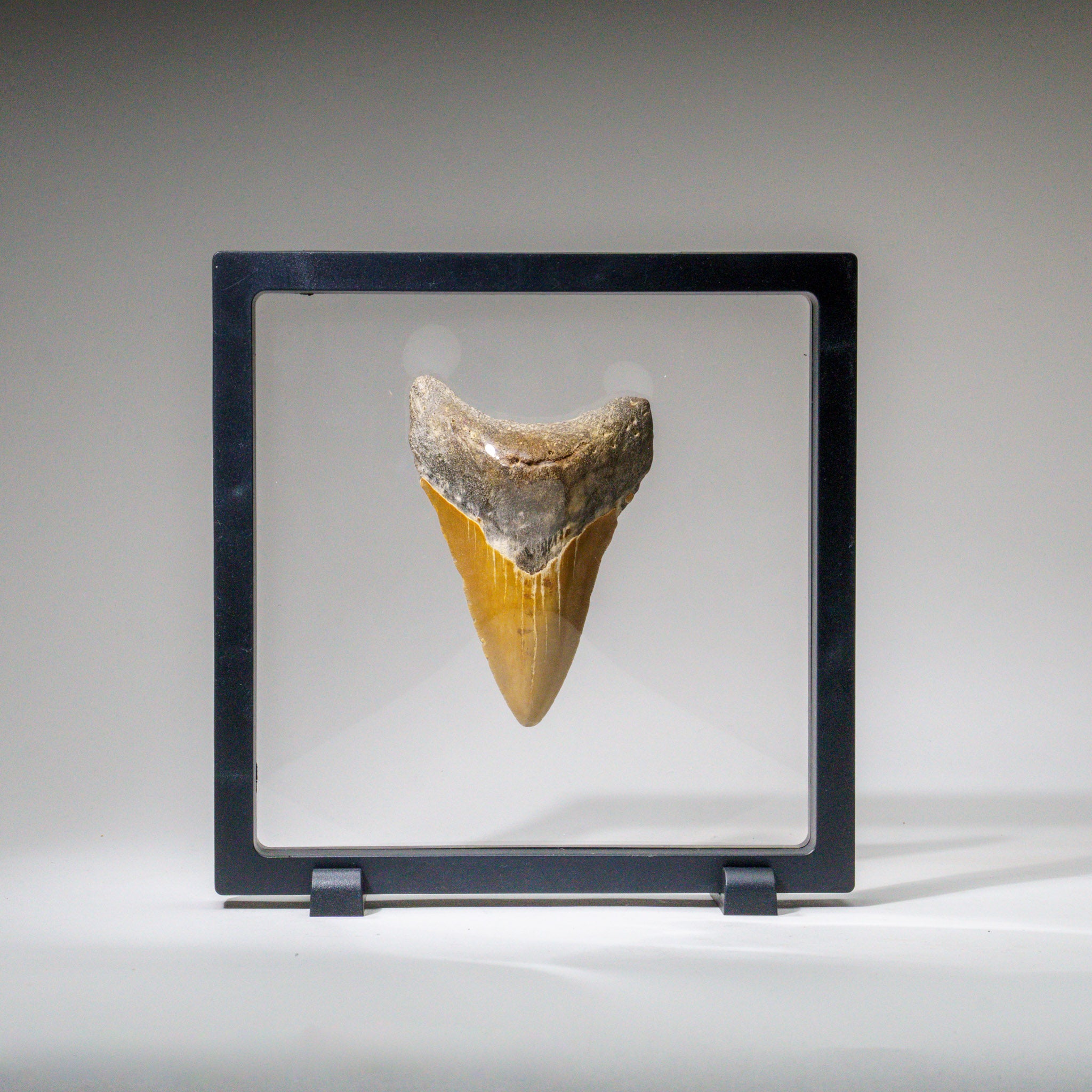 Genuine Megalodon Shark Tooth in Display Box (107.9 grams) — Astro ...