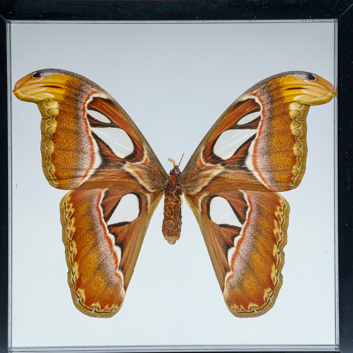 Butterflies, Bats and Bugs — Astro Gallery of Gems