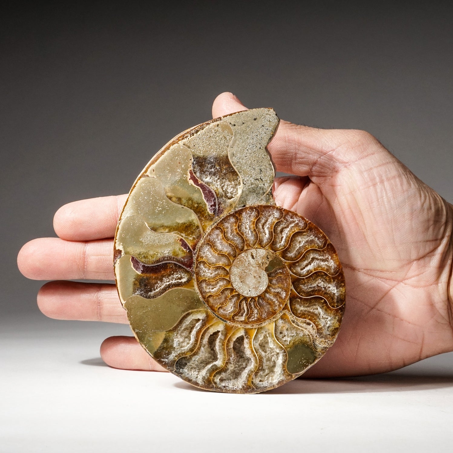 Fossils - By Price: Lowest to Highest — Astro Gallery of Gems