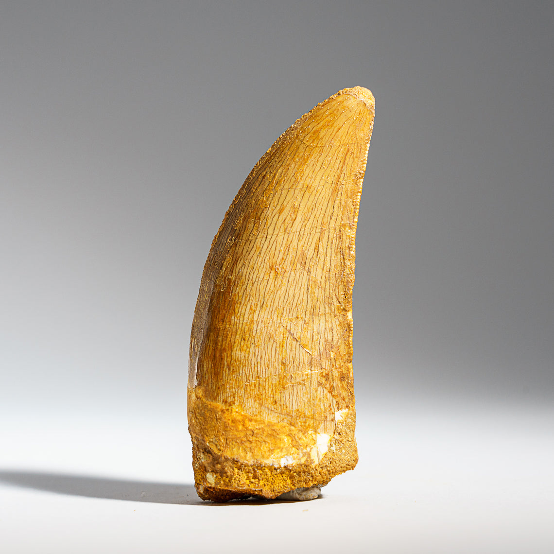 Teeth — Astro Gallery of Gems