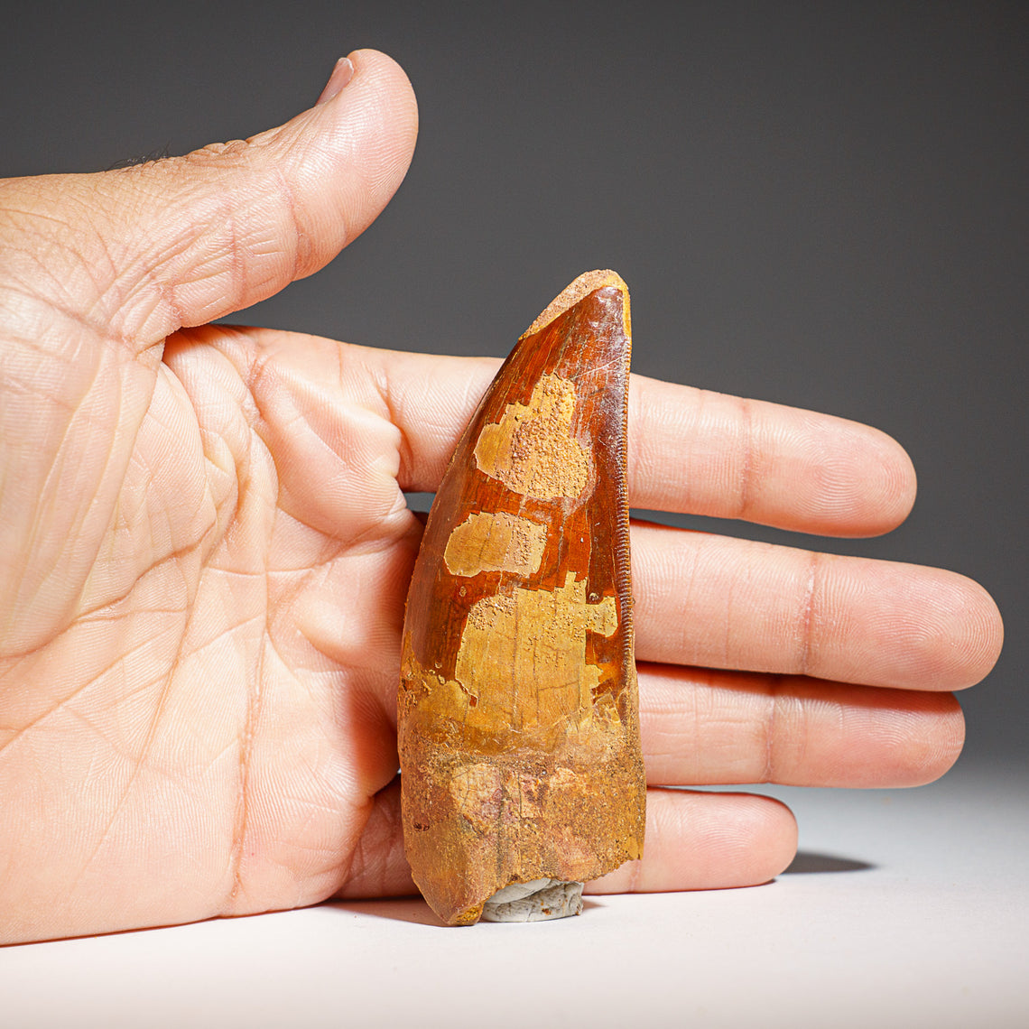 Fossils — Page 2 — Astro Gallery of Gems