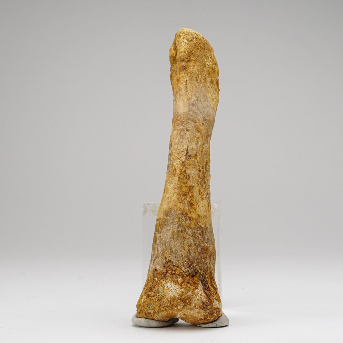 Bones — Astro Gallery of Gems