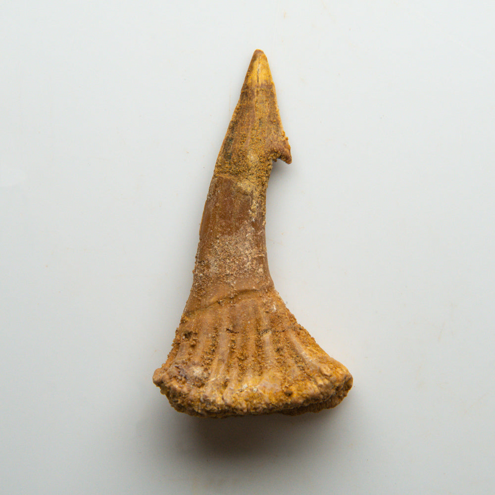 Genuine Natural Sawfish Tooth — Astro Gallery of Gems