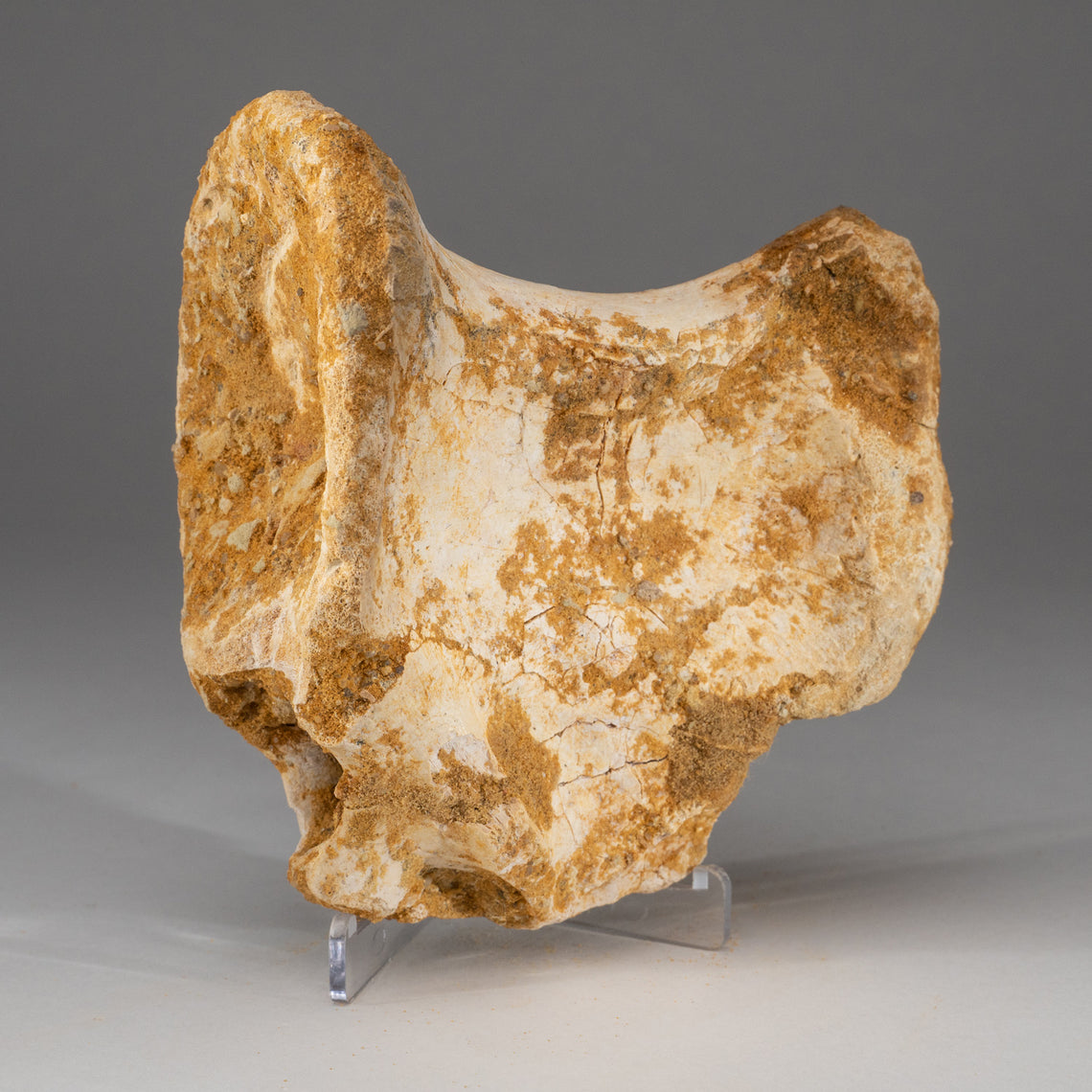 Bones — Astro Gallery of Gems