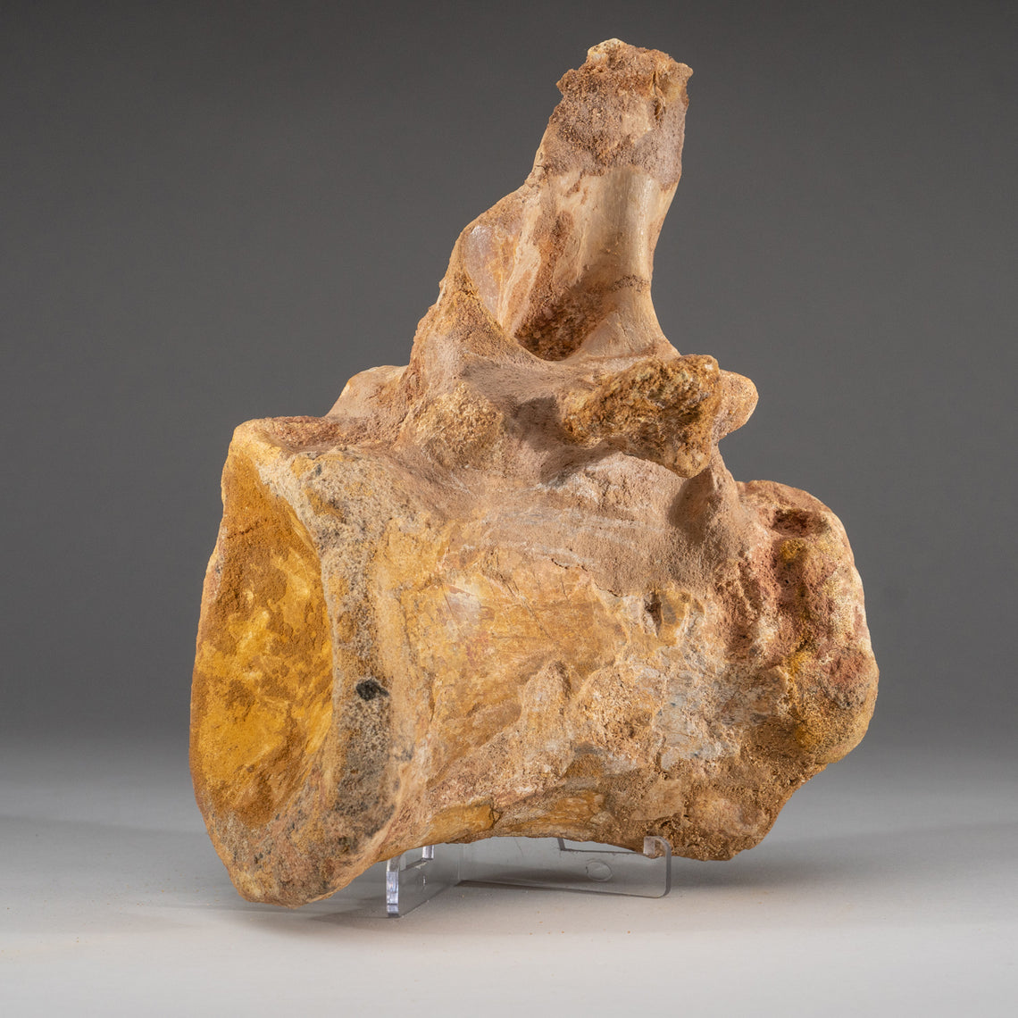 Bones — Astro Gallery of Gems