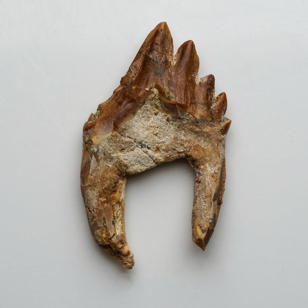 Genuine Natural Pre Historic Basilousaurus Whale Tooth — Astro Gallery ...