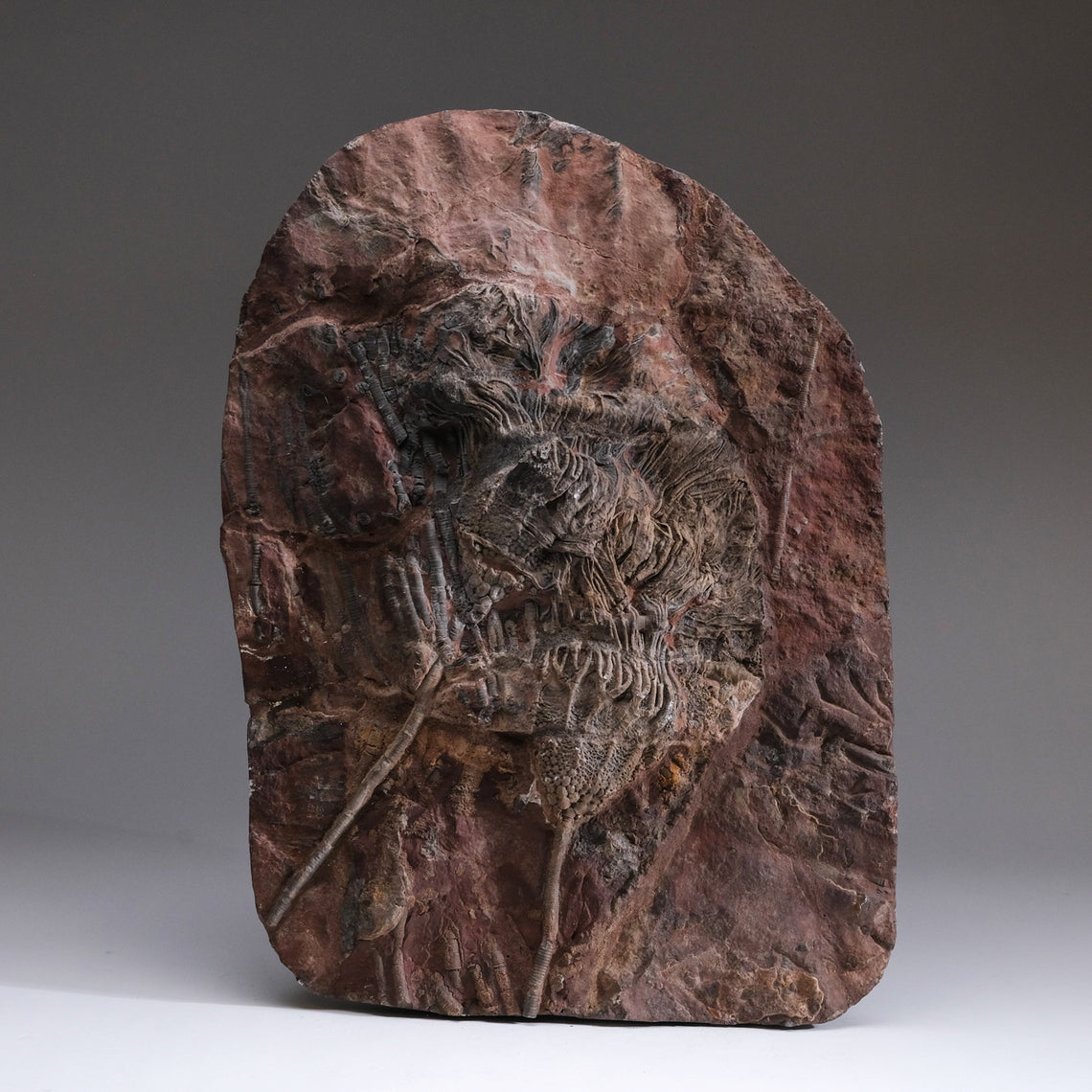 Fossils — Astro Gallery of Gems