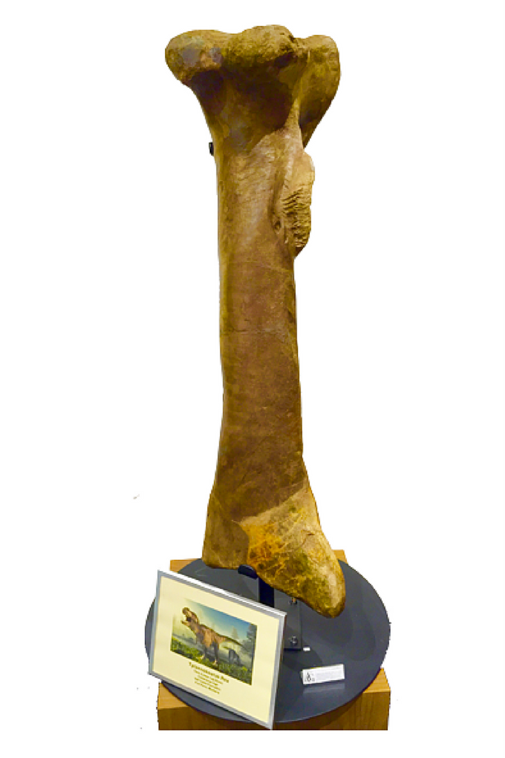 Fossils — Astro Gallery of Gems