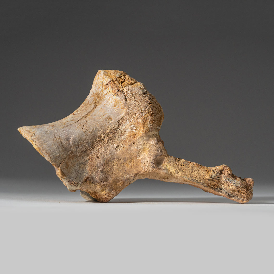 Bones — Astro Gallery of Gems