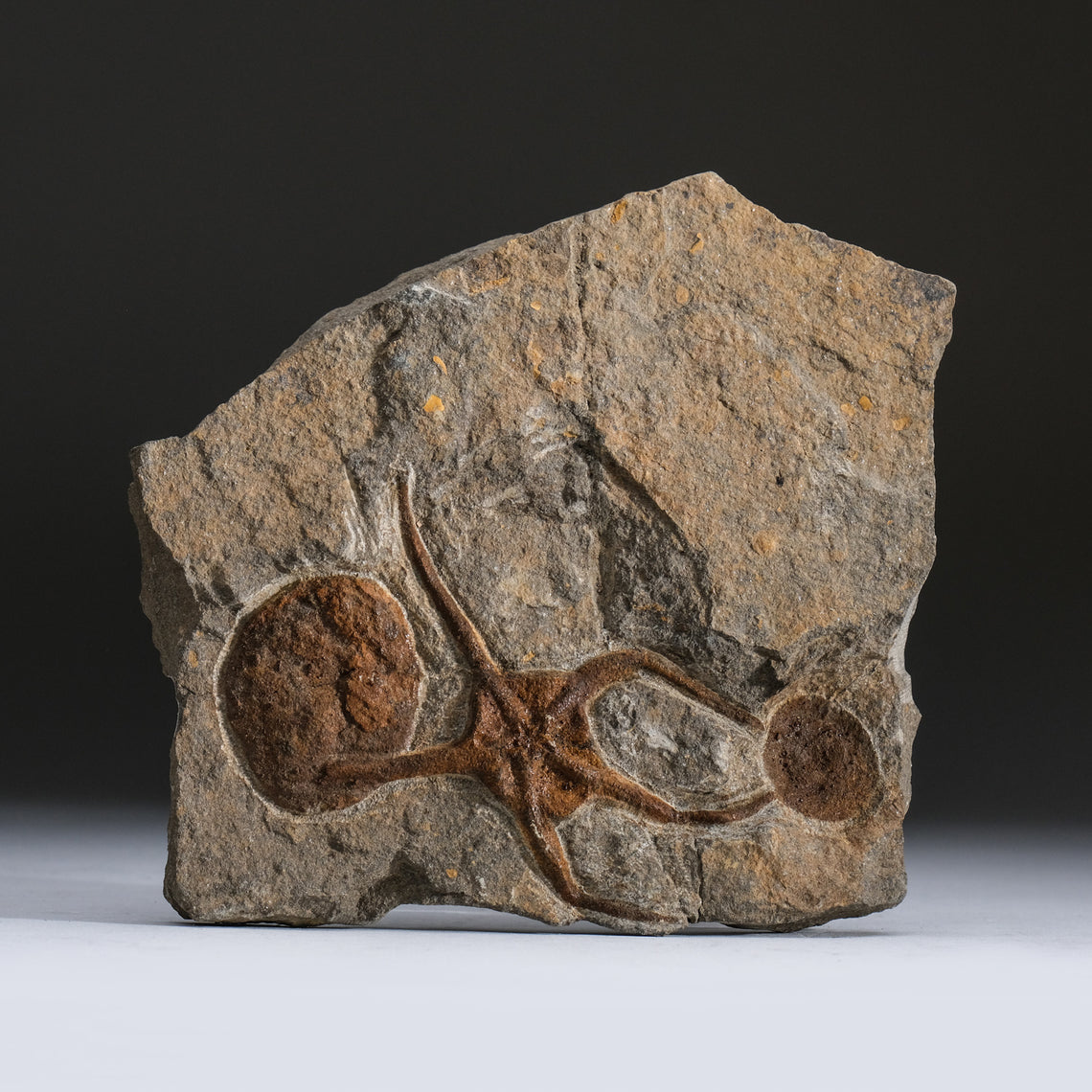 Fossils — Astro Gallery of Gems