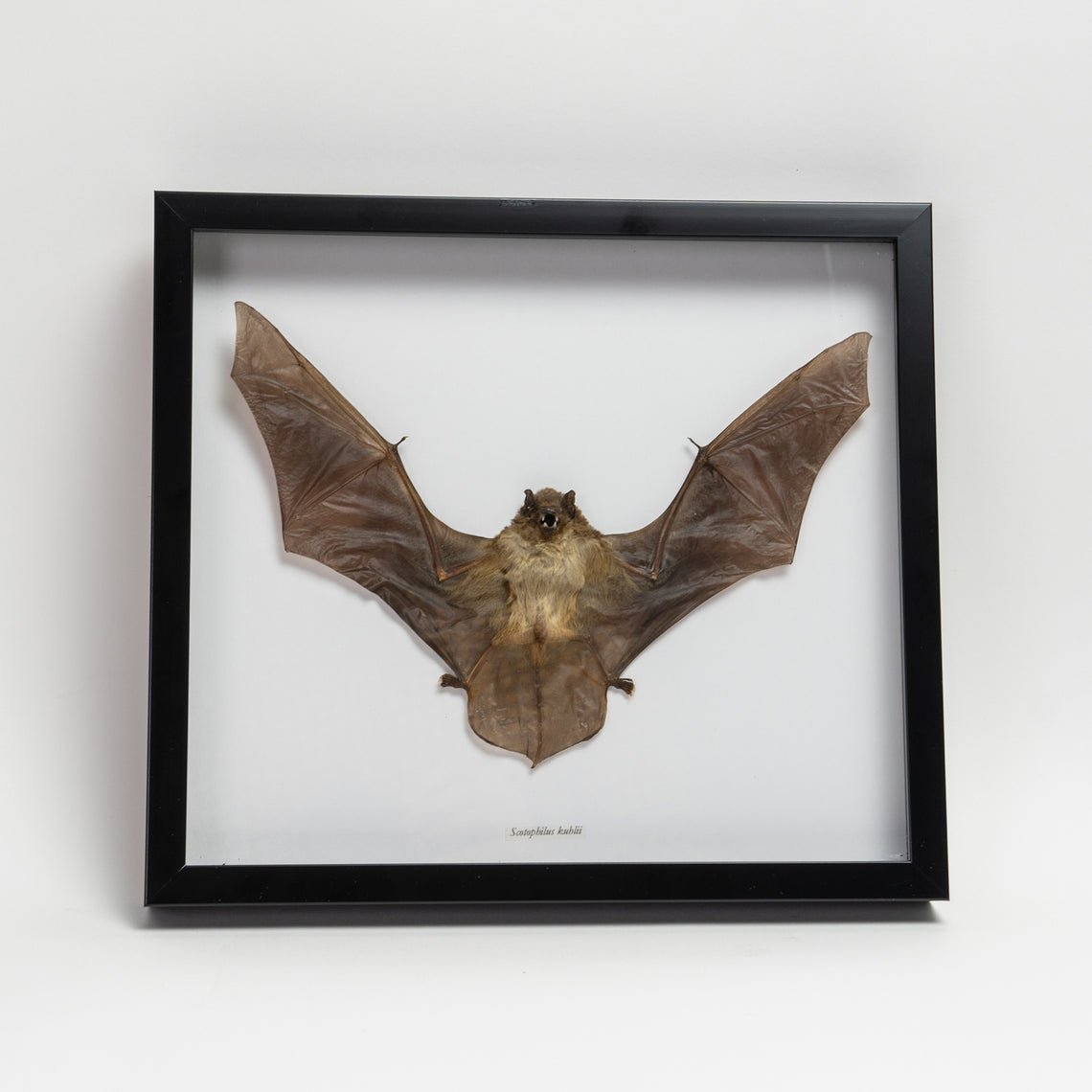 Butterflies, Bats and Bugs — Astro Gallery of Gems